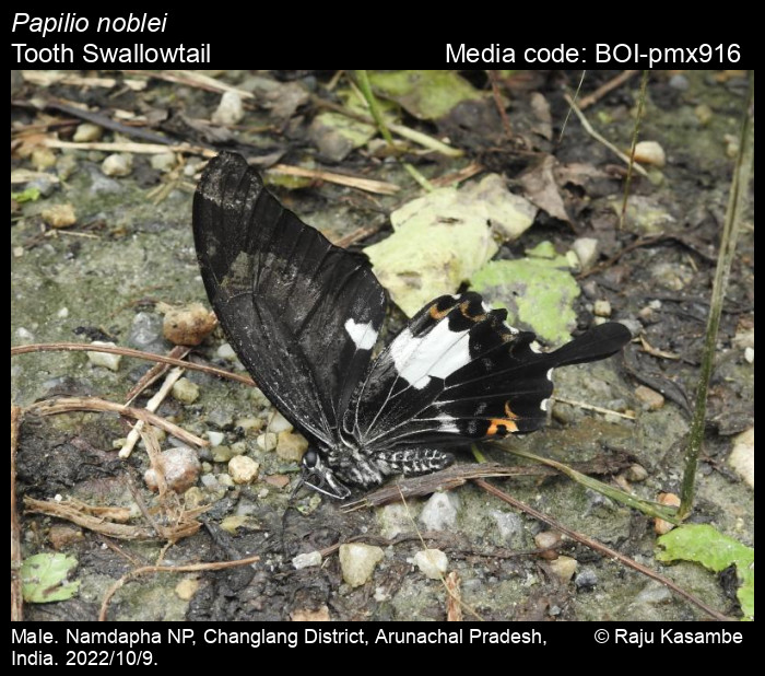 Papilio noblei de Nicéville, [1889] - Tooth Swallowtail | Butterfly